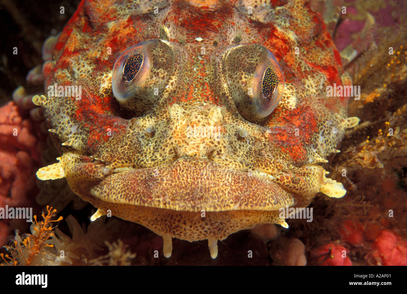 RED IRISH LORD FISH Hemilepidotus hemilepidotus VANCOUVER ISLAND ...