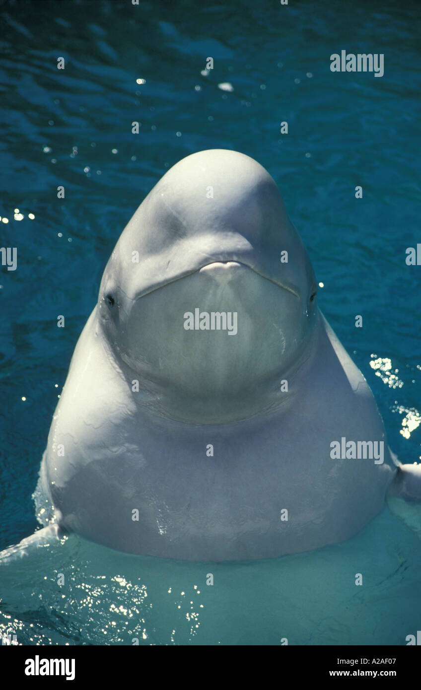 Beluga point hi-res stock photography and images - Alamy