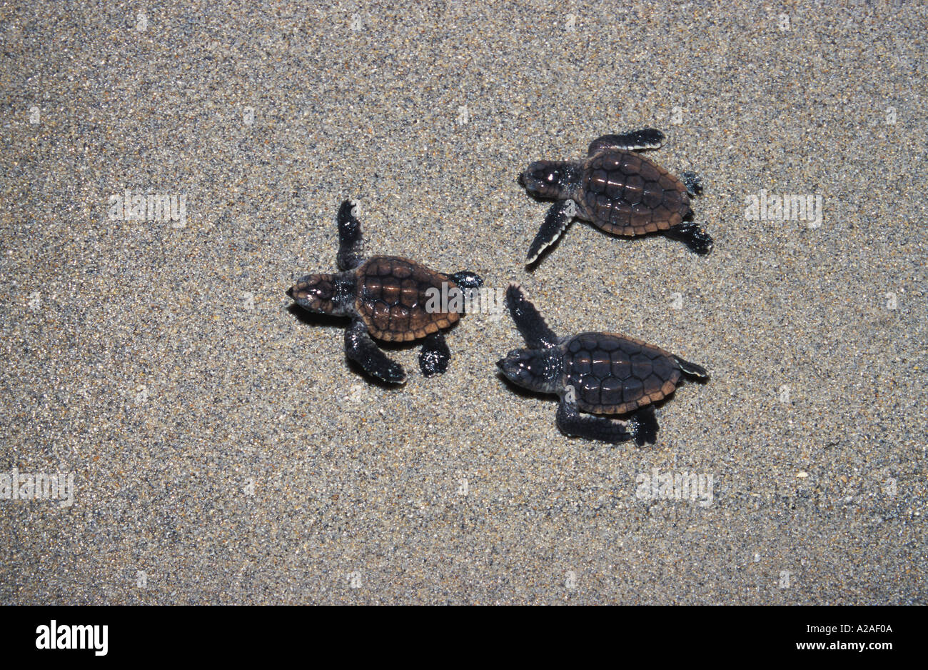 Loggerhead baby turtle seashore hi-res stock photography and images - Alamy
