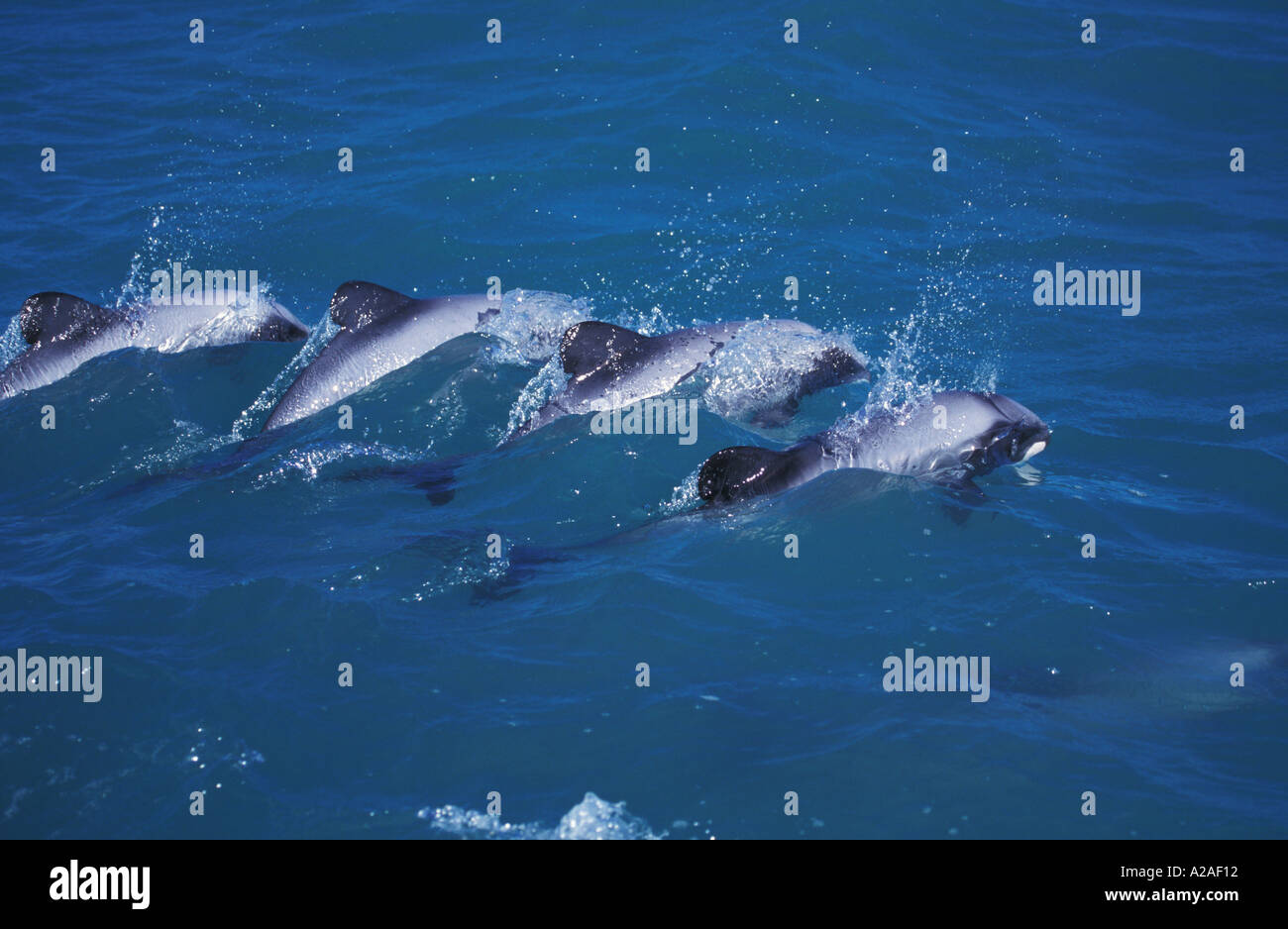 HECTORS DOLPHINS Cephalorhynchus hectori SOUTH ISLAND NEW ZEALAND ...