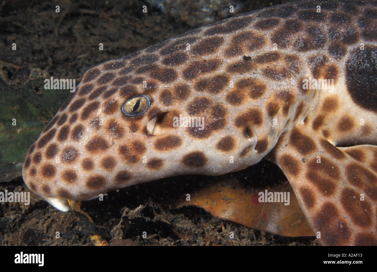 Freycinets Epaulette Shark