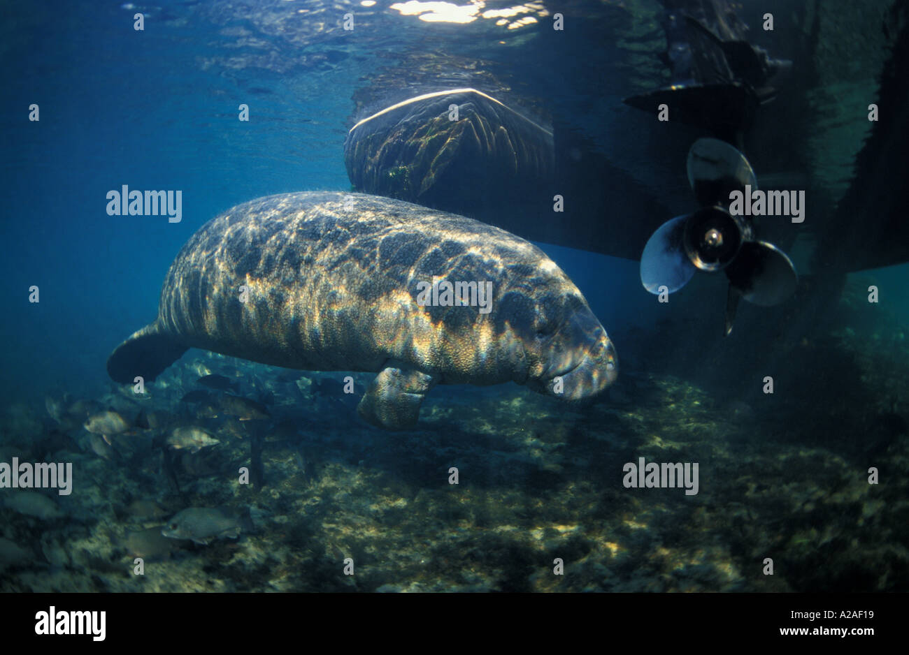 Manatee boat hi-res stock photography and images - Alamy