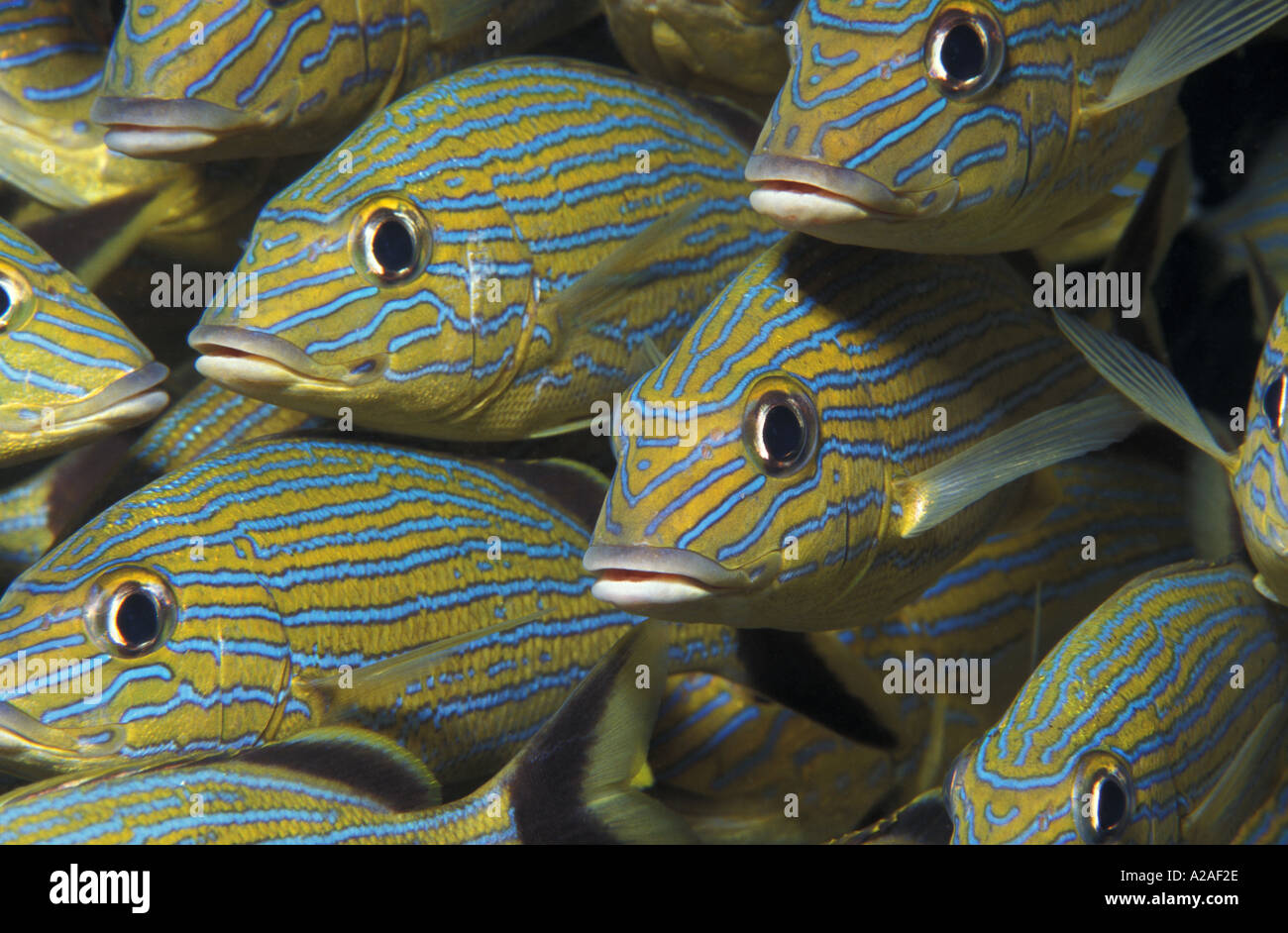 Blue Striped Grunt Haemulon Sciurus High Resolution Stock Photography ...