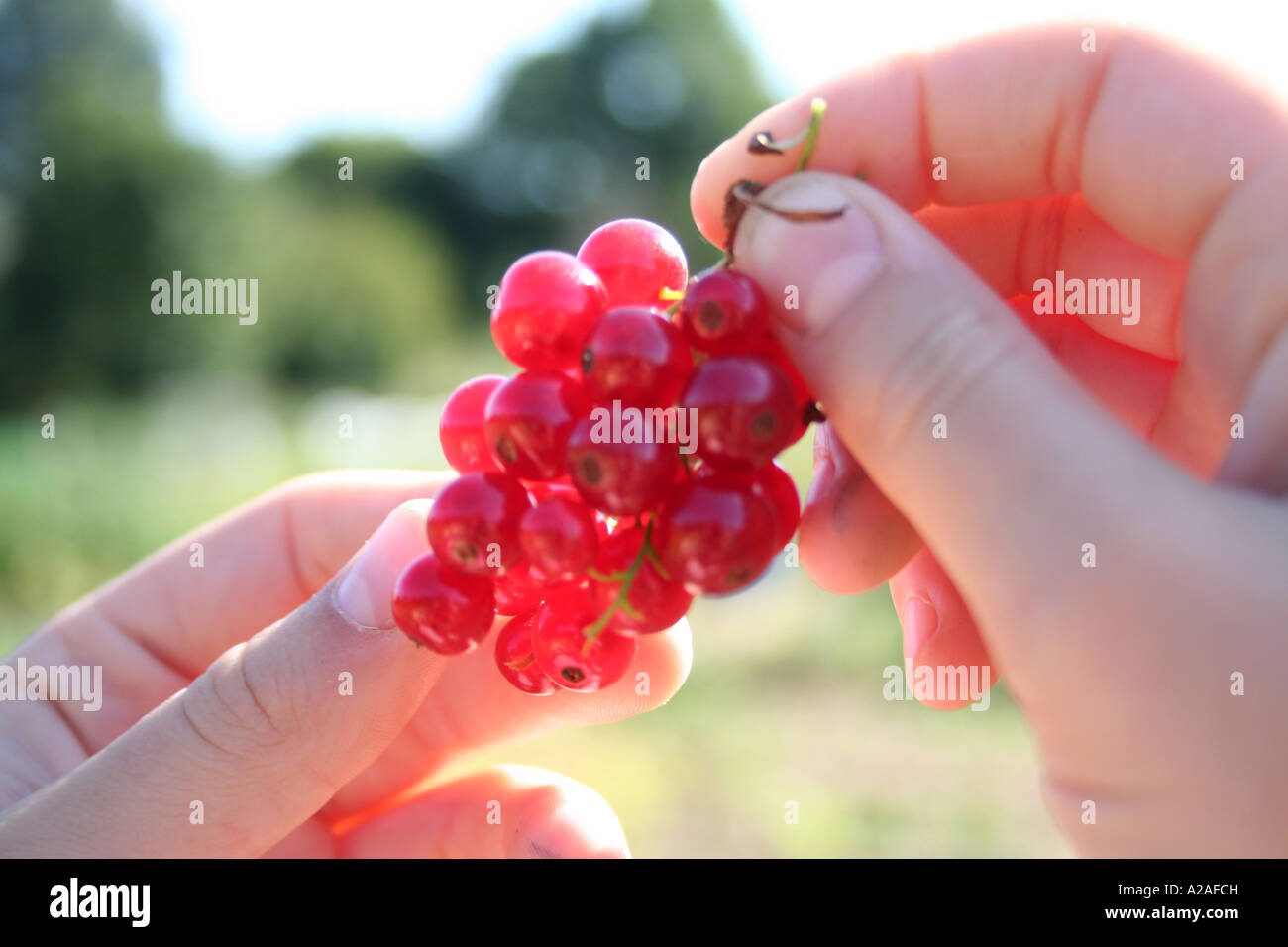 Redcurrents hi-res stock photography and images - Alamy