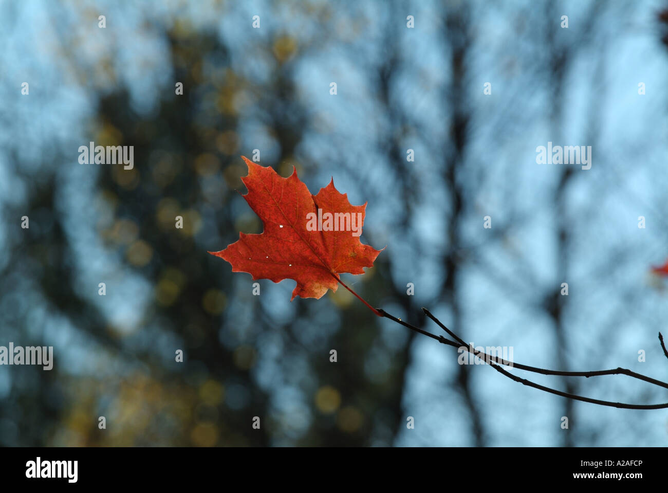A red leaf Stock Photo - Alamy