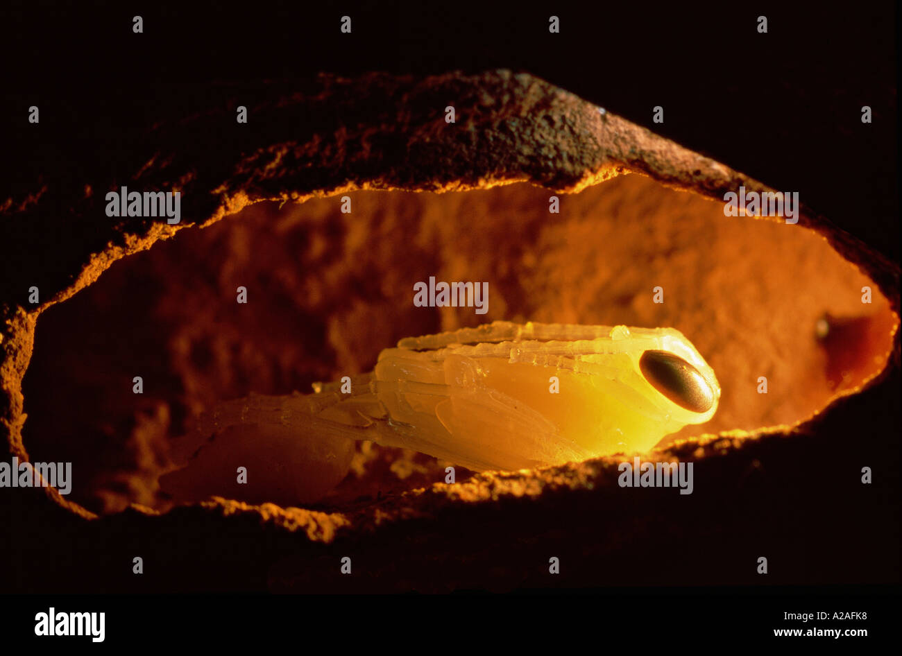 Larva of a digger wasp Sceliphron sp Daourat Morocco Stock Photo - Alamy