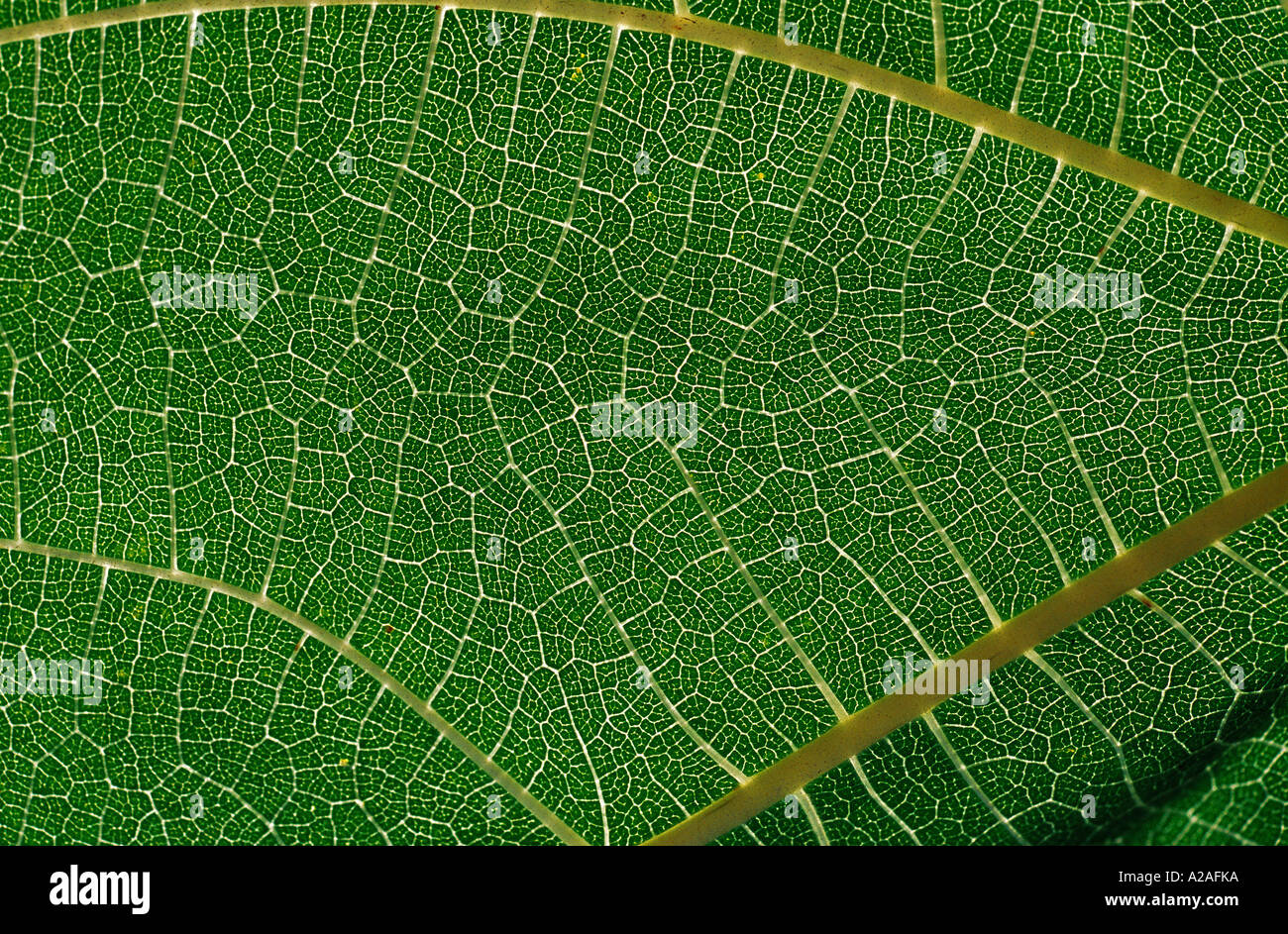 Macro of fig tree leaf Daourat Morocco Stock Photo - Alamy