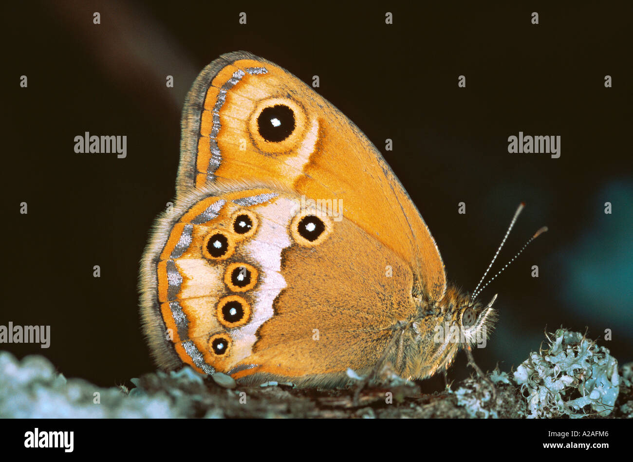 Coenonympha dorus hi-res stock photography and images - Alamy
