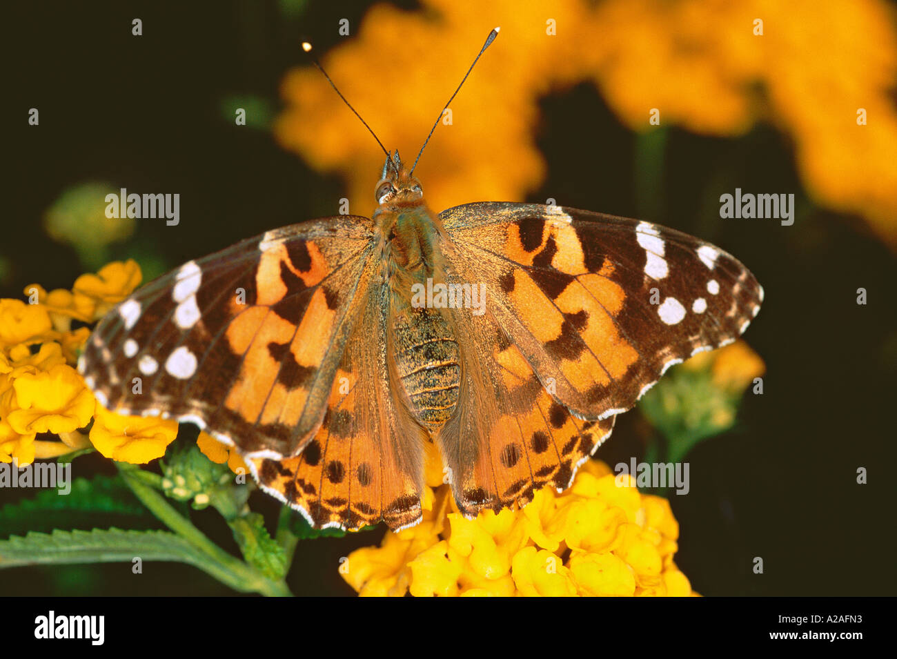 Underside of a painted lady butterfly hi-res stock photography and ...