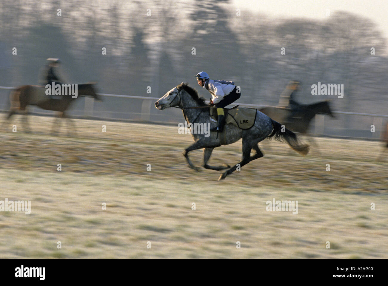 Racehorses being exercised early in the morning on the gallops at ...