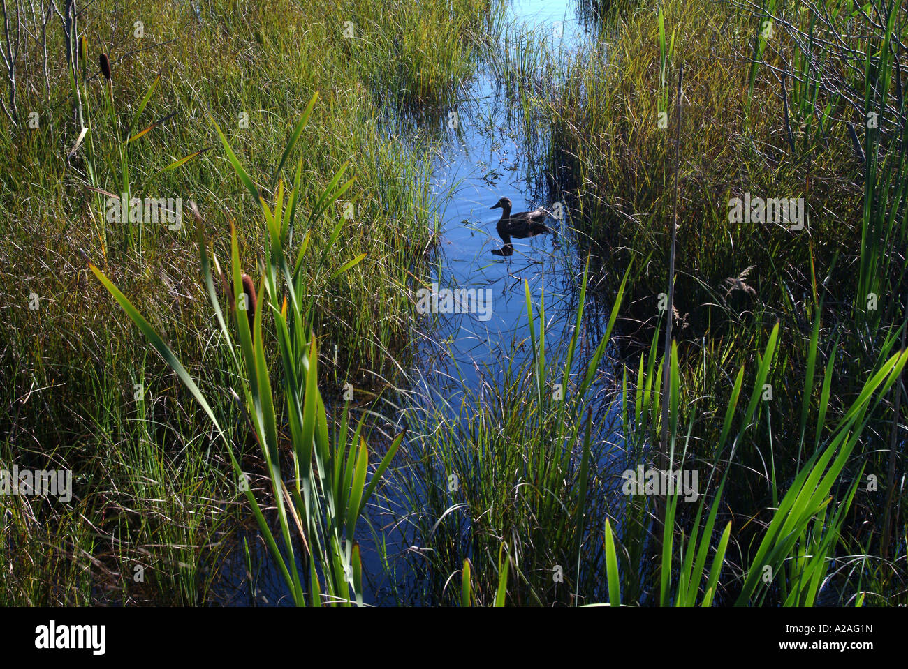 A duck float on water Stock Photo - Alamy