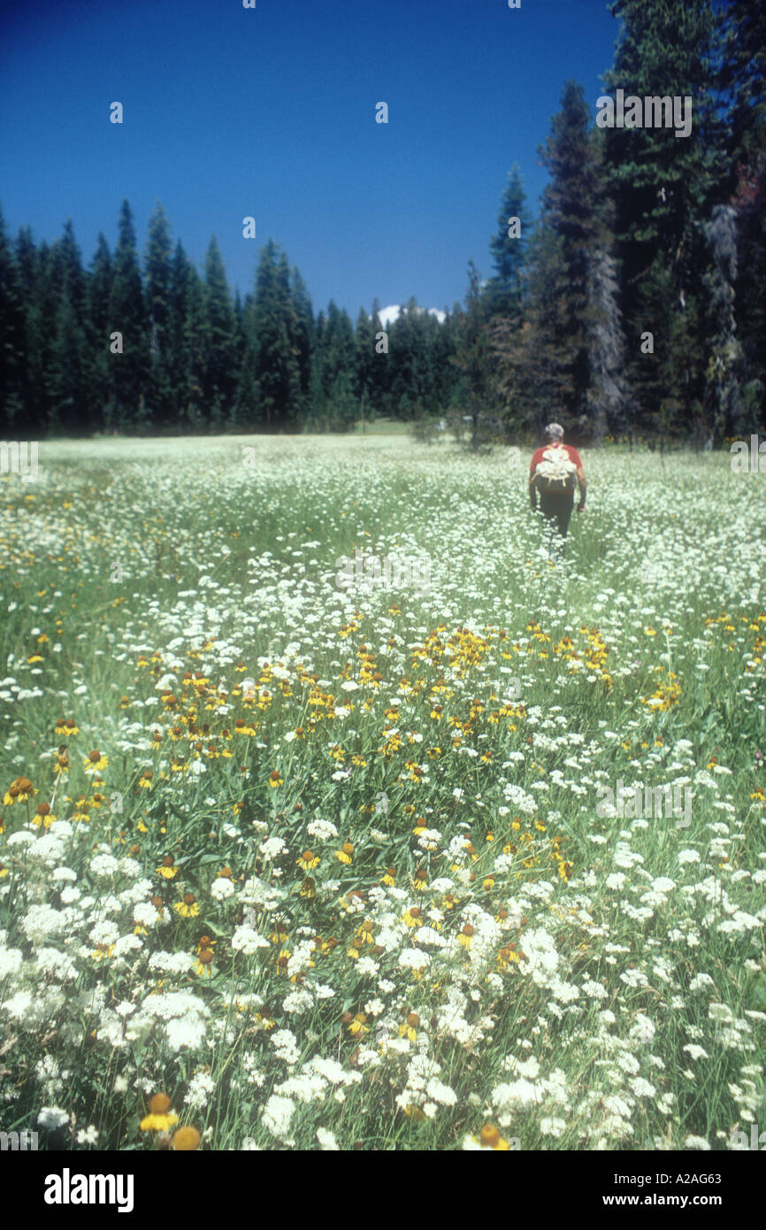Spring wildflowers meadow hi-res stock photography and images - Alamy