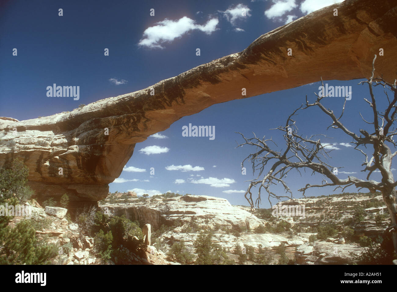 Owachomo Bridge Natural Bridges National Monument Utah USA Stock Photo ...