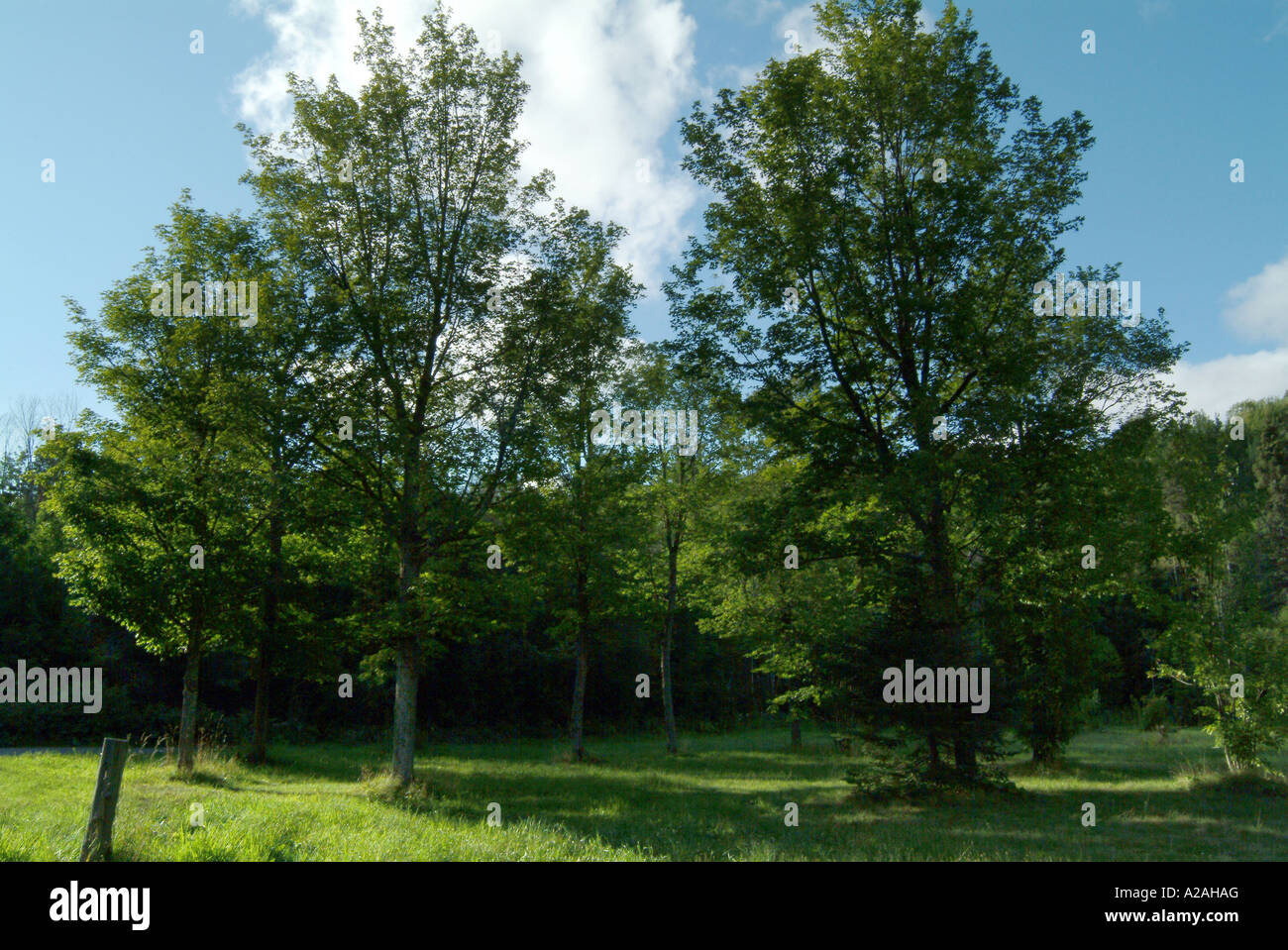 Trees and grassland in Soo Stock Photo - Alamy
