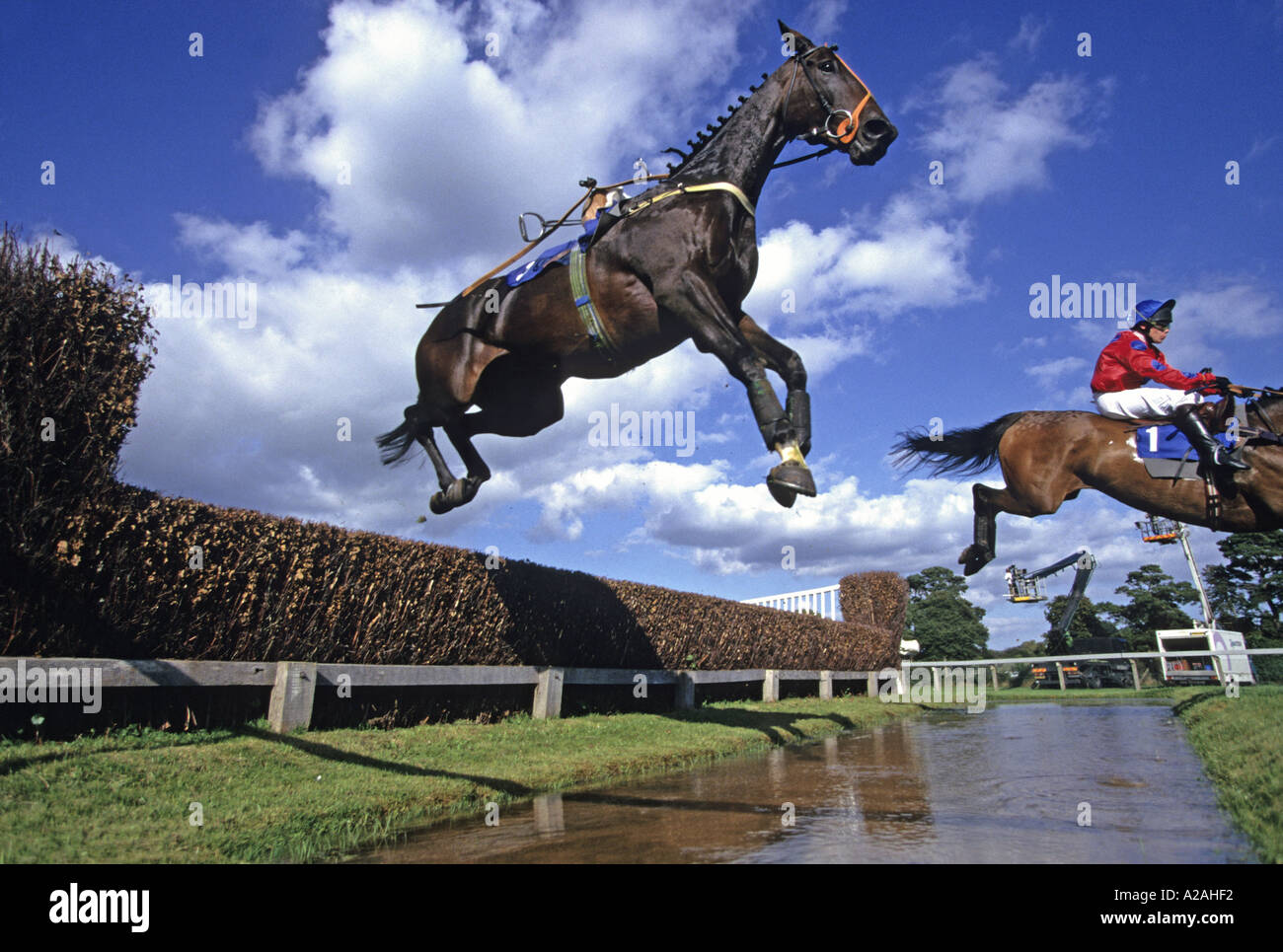 Riderless horse funny hi-res stock photography and images - Alamy