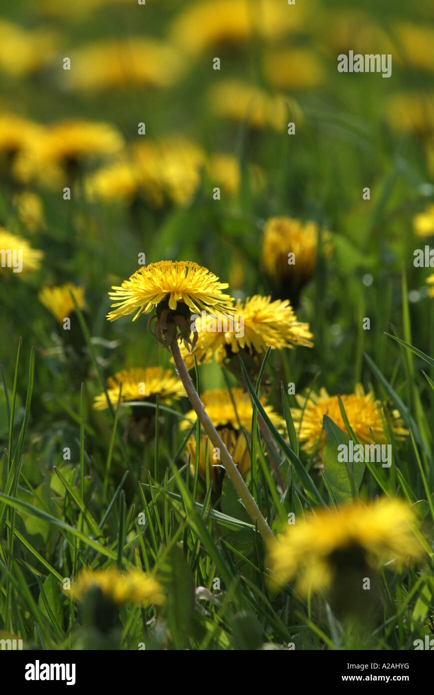 Thrum flower hi-res stock photography and images - Alamy