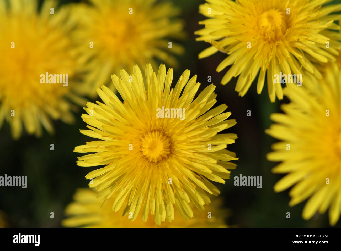 Thrum flower hi-res stock photography and images - Alamy