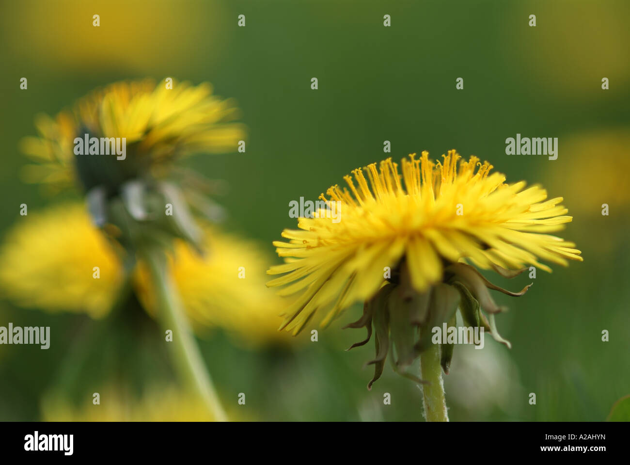 Thrum flower hi-res stock photography and images - Alamy