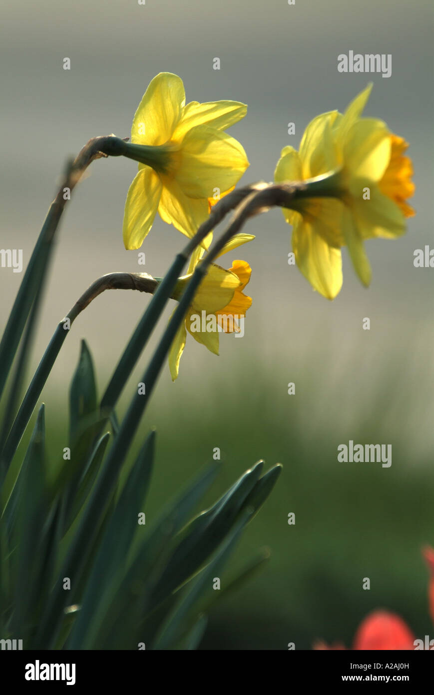 Thrum flowers hi-res stock photography and images - Alamy