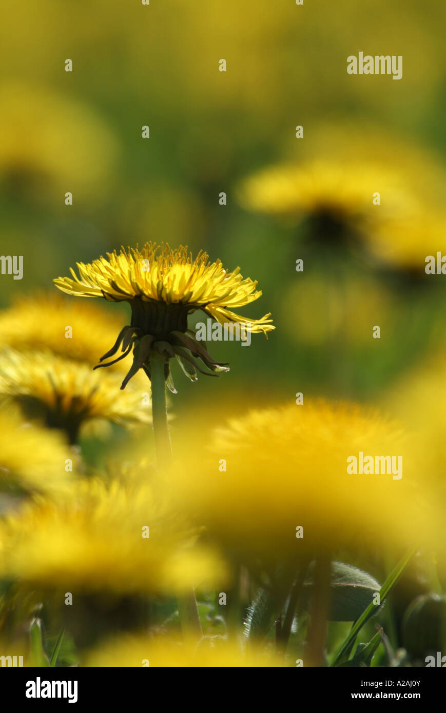 Thrum flower hi-res stock photography and images - Alamy