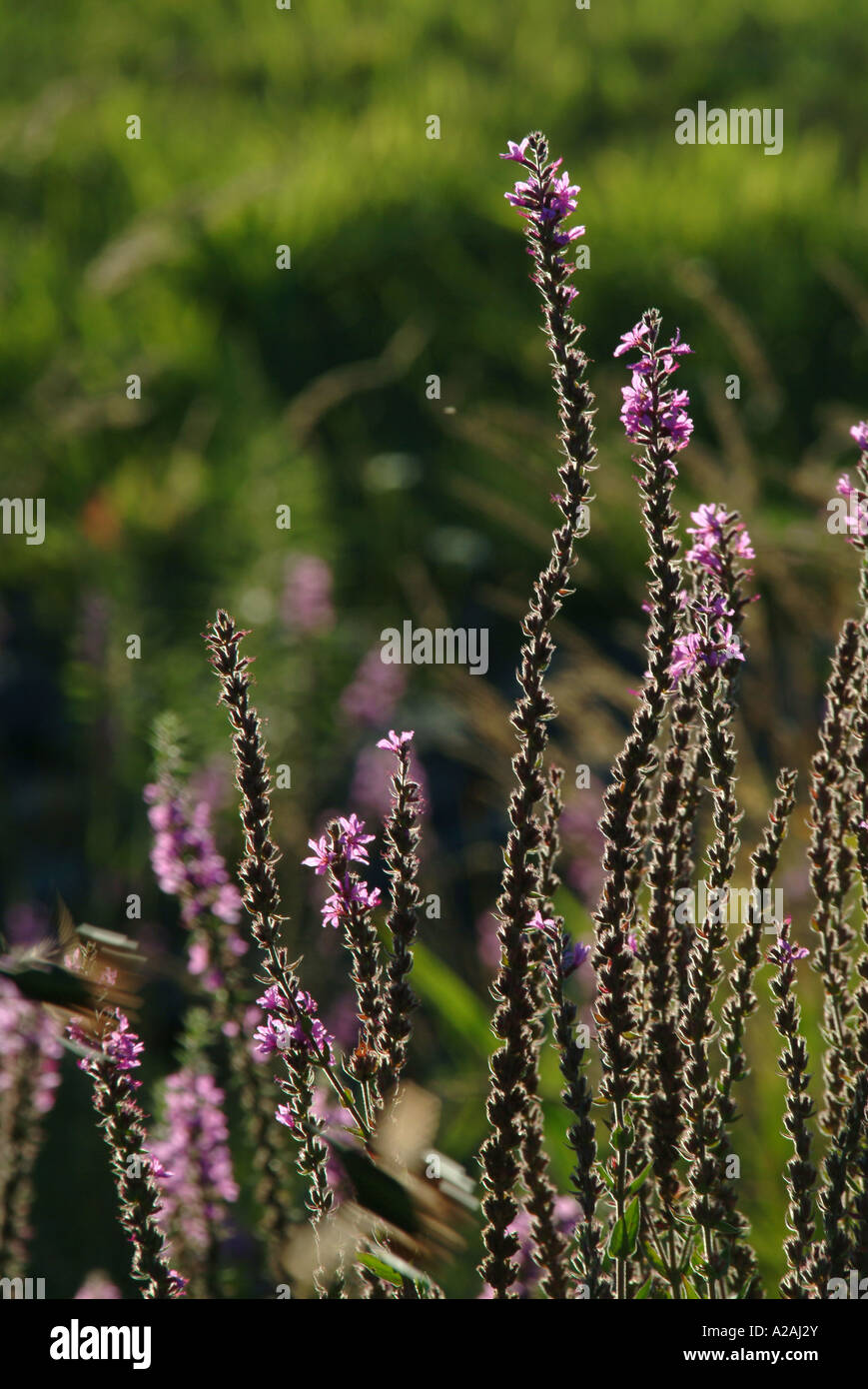 Flowers Autumn Plant colorful vegetation wild flowering shrubs flowers ...