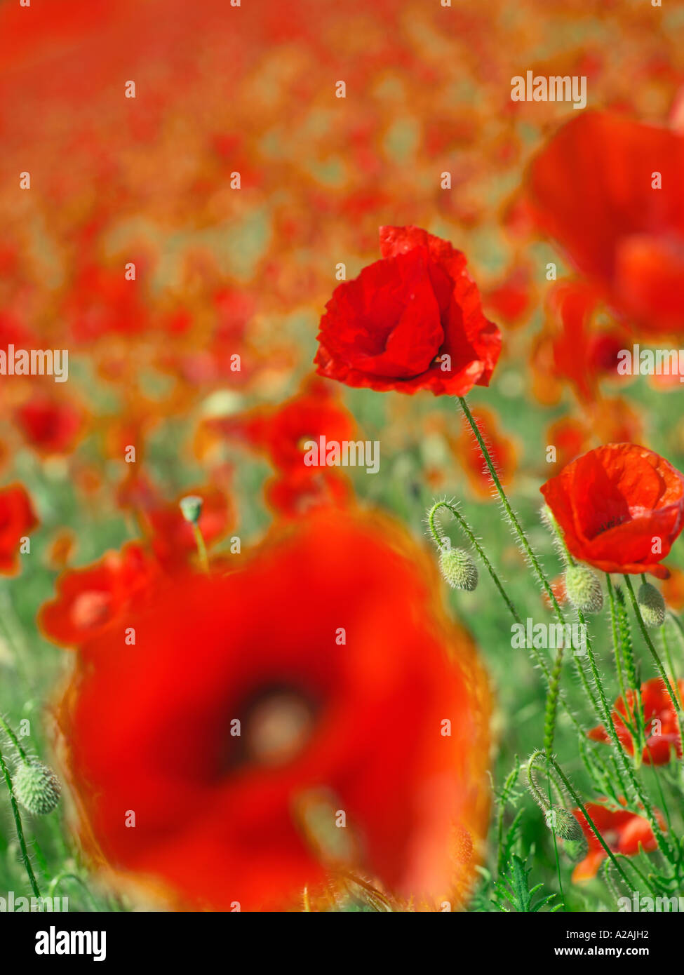 Poppy commemoration hi-res stock photography and images - Alamy