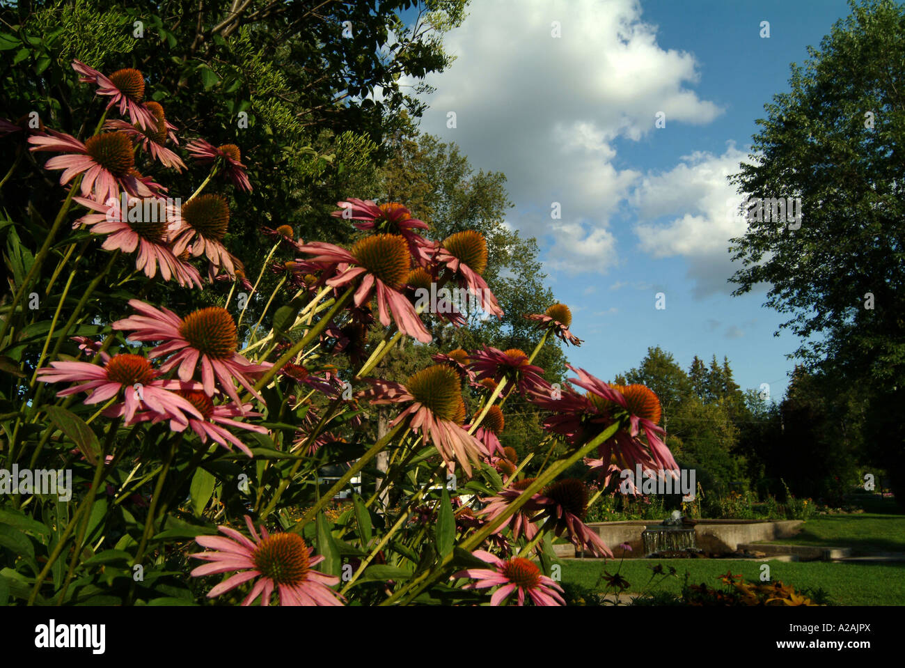 Flowers Autumn Plant colorful vegetation wild flowering shrubs flowers ...