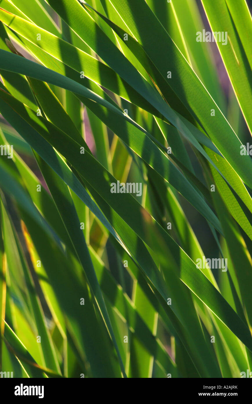 Flowers Autumn Plant colorful vegetation wild flowering shrubs flowers ...