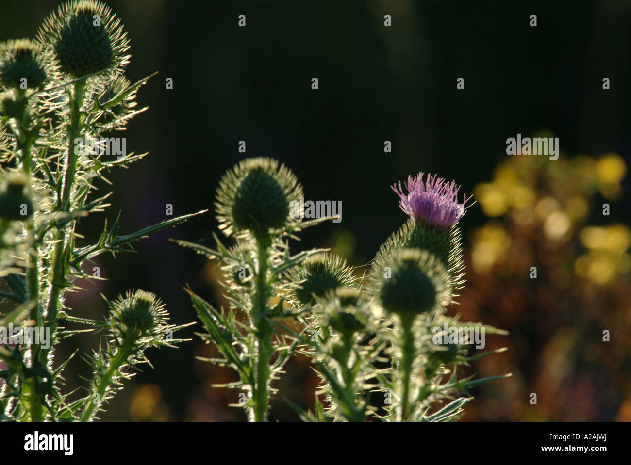 Flowers Autumn Plant colorful vegetation wild flowering shrubs flowers ...