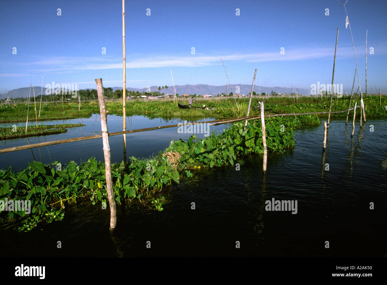 Myanmar Burma Inle Lake floating gardens of kyunpaw on which crops are ...