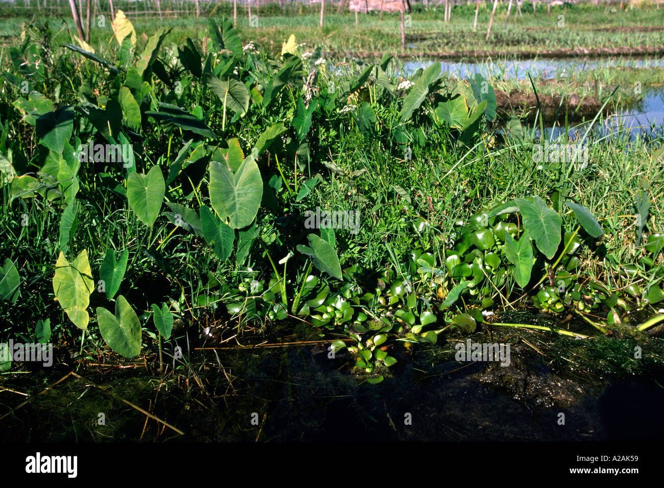 Myanmar Burma central Inle Lake taro growing on floating gardens of ...