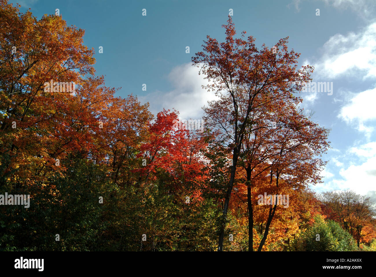Trees in the Fall Stock Photo - Alamy
