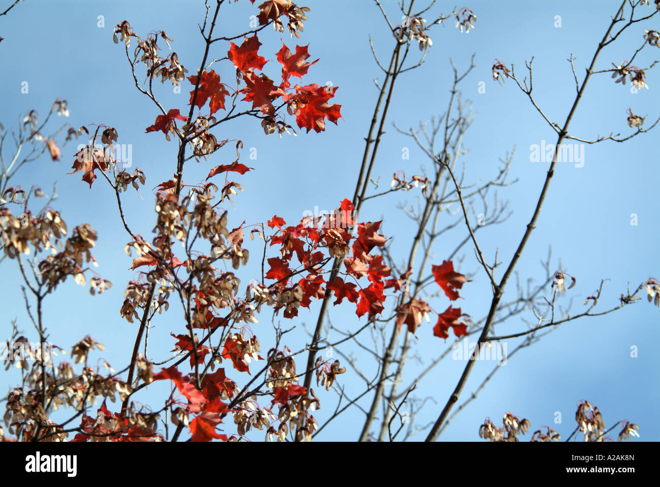 Maple Trees in the Fall Stock Photo - Alamy
