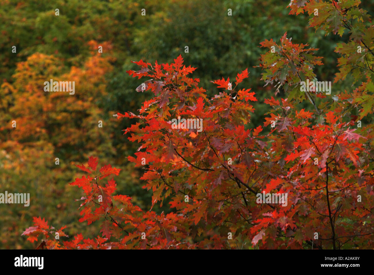 Maple Trees in the Fall Stock Photo - Alamy