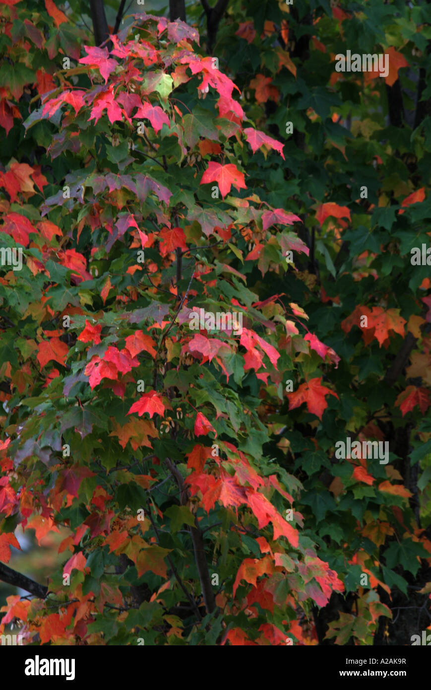 Maple Trees in the Fall Stock Photo - Alamy