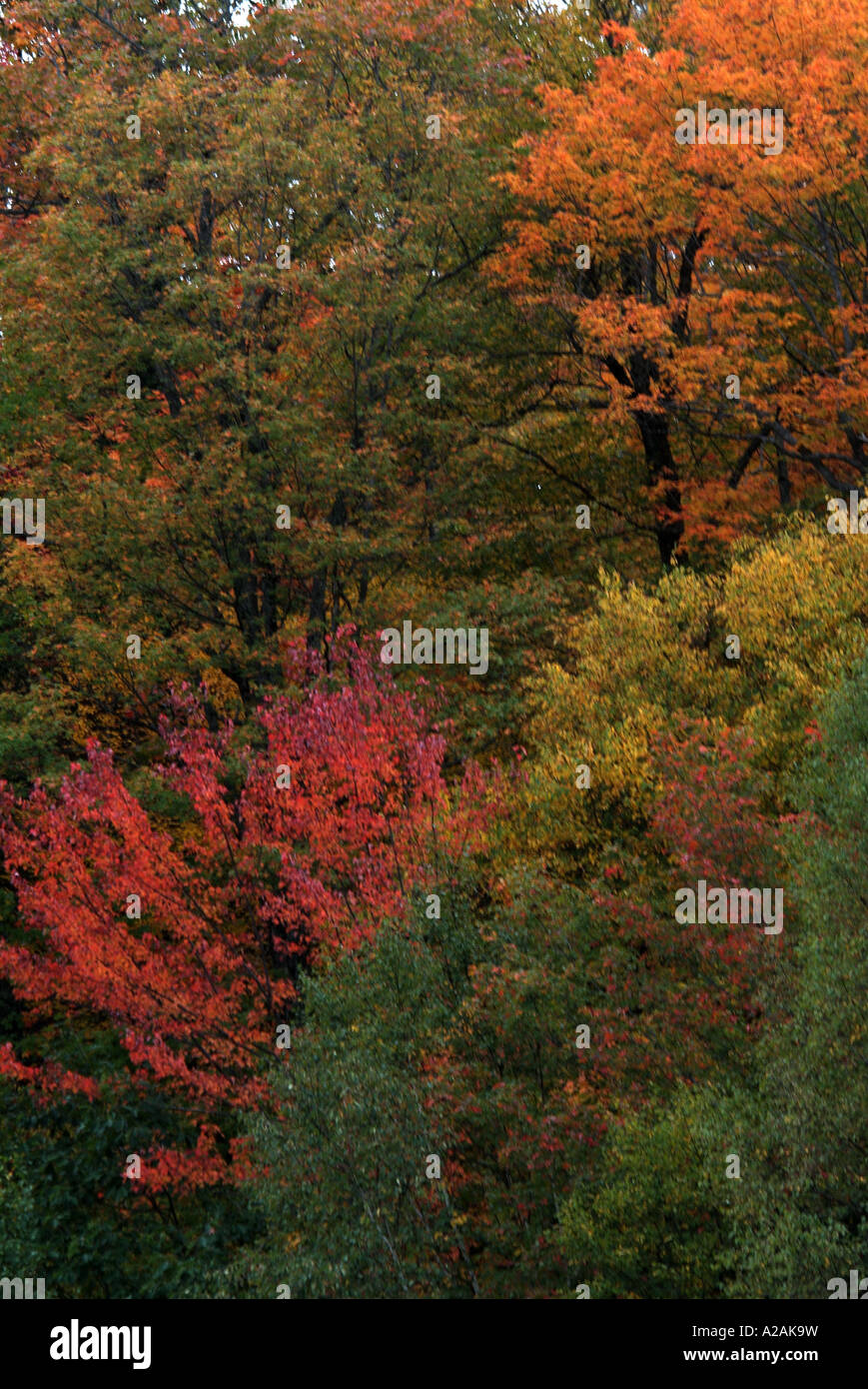 Trees in the Fall Stock Photo - Alamy
