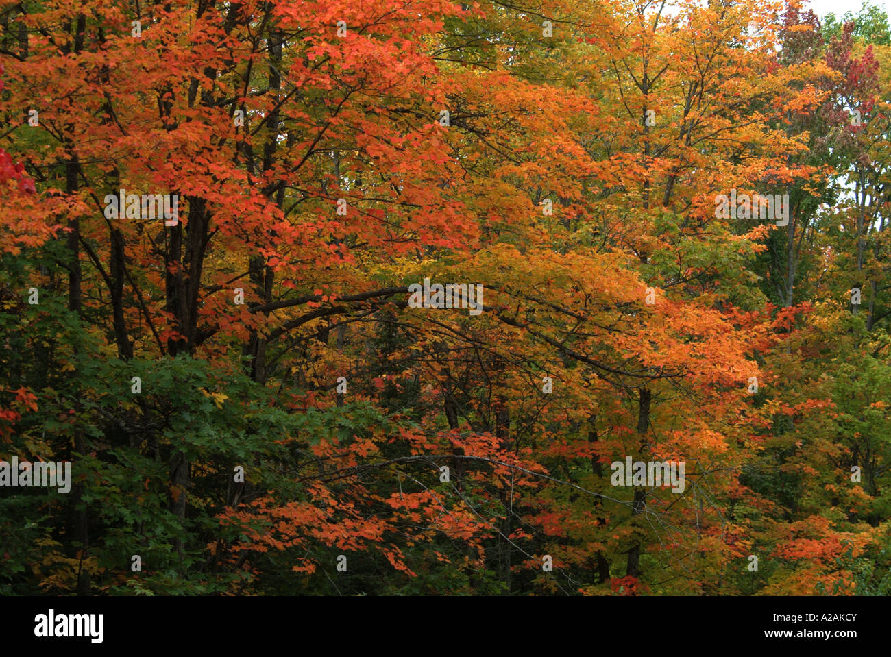 Trees in autumn Stock Photo - Alamy