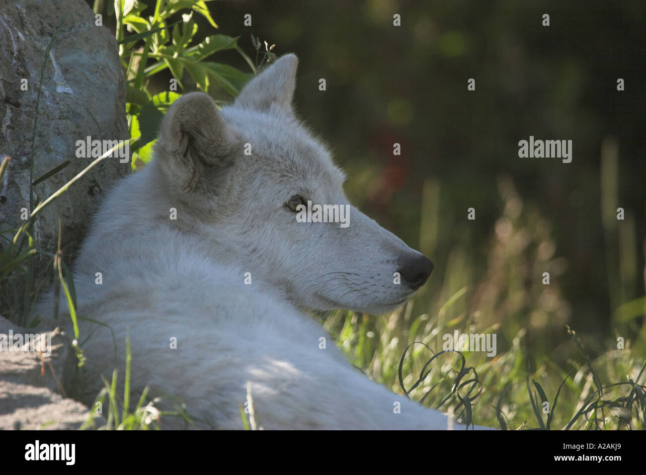 White wolf zoo hi-res stock photography and images - Alamy