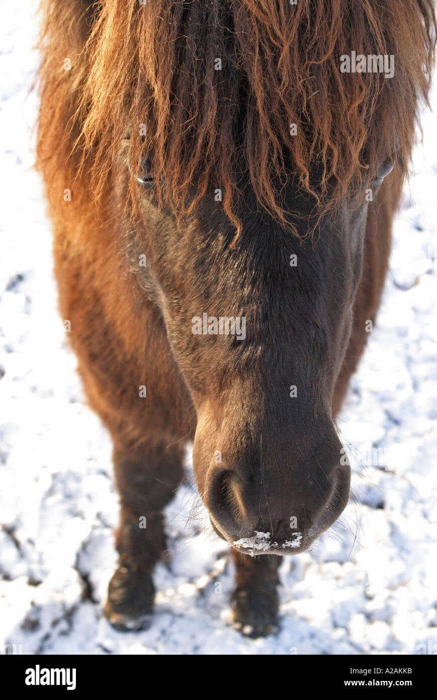 Pony s head legs and feet in snow Stock Photo - Alamy