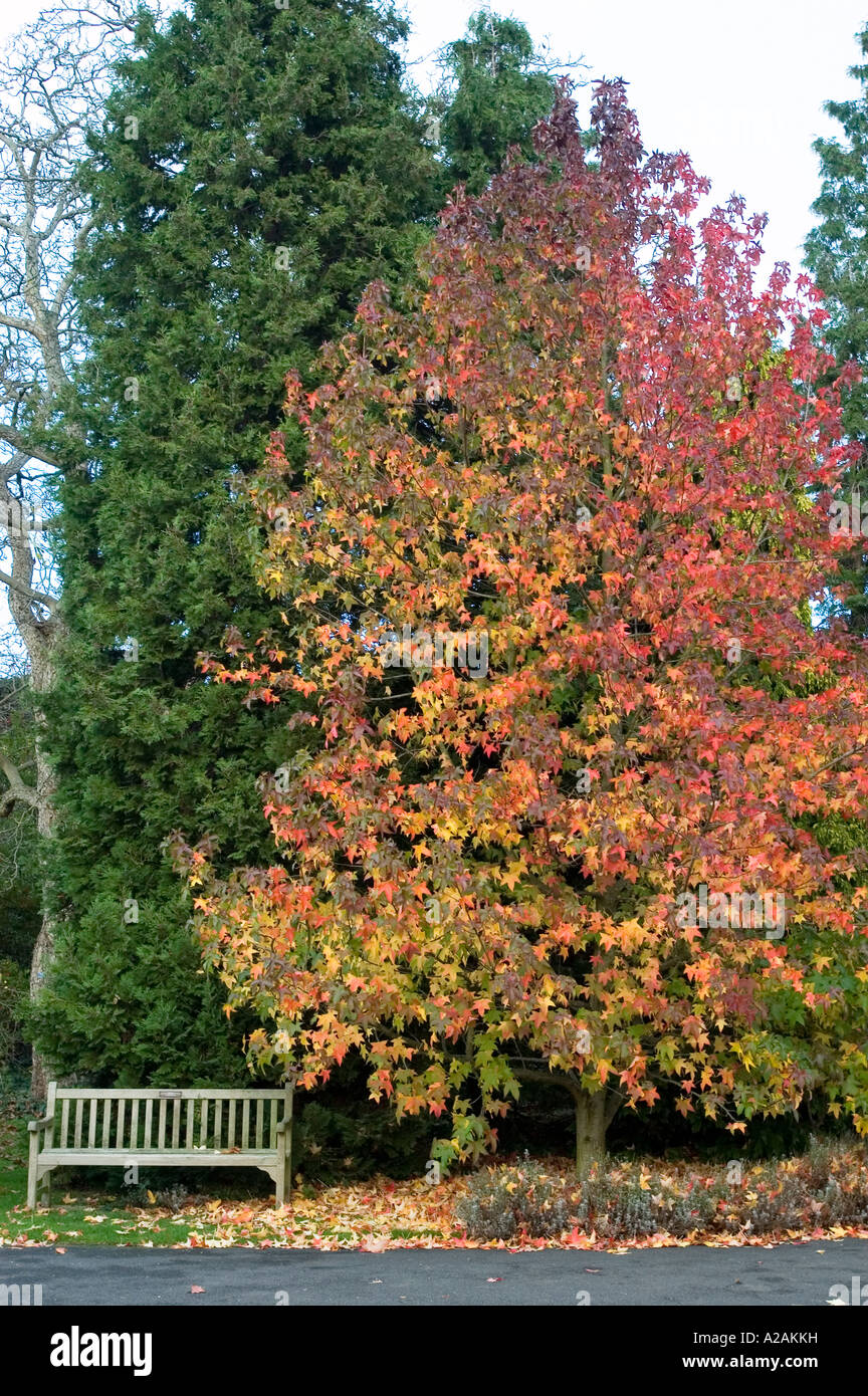 Liquidambar tree styraciflua Lane Roberts autumn colours Stock Photo - Alamy