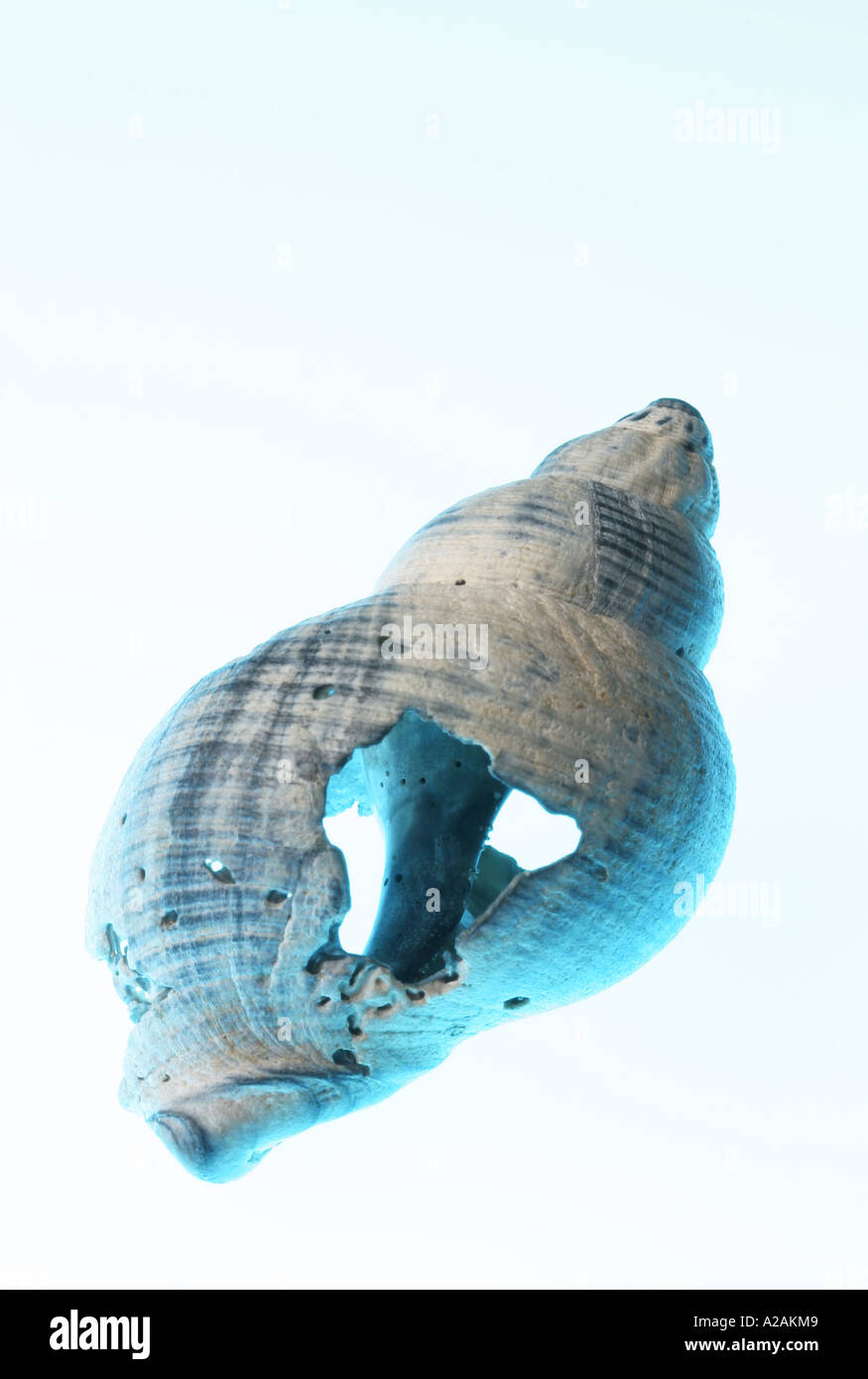 Whelk hole shell hi-res stock photography and images - Alamy