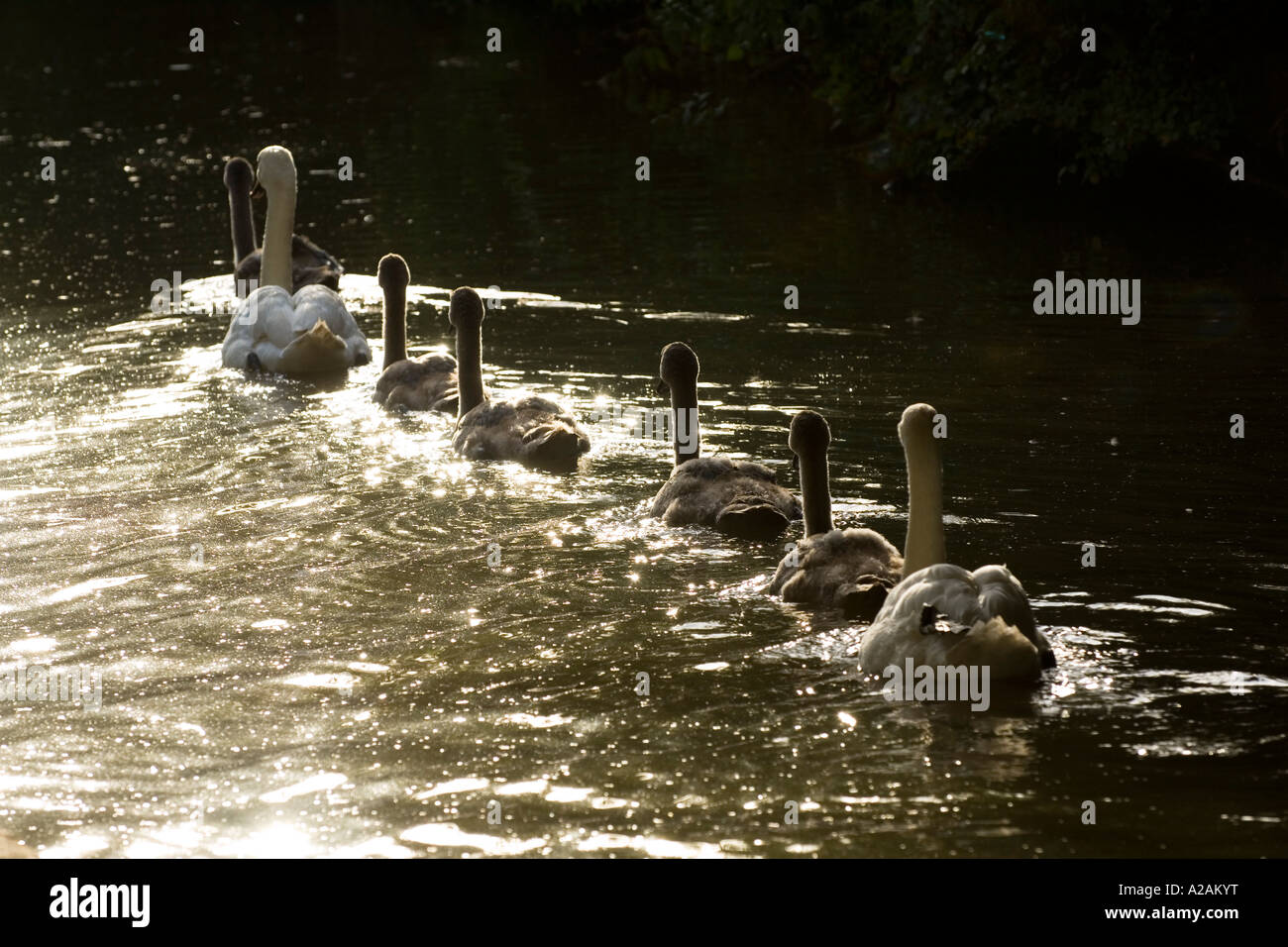 Swan sparkle hi-res stock photography and images - Alamy