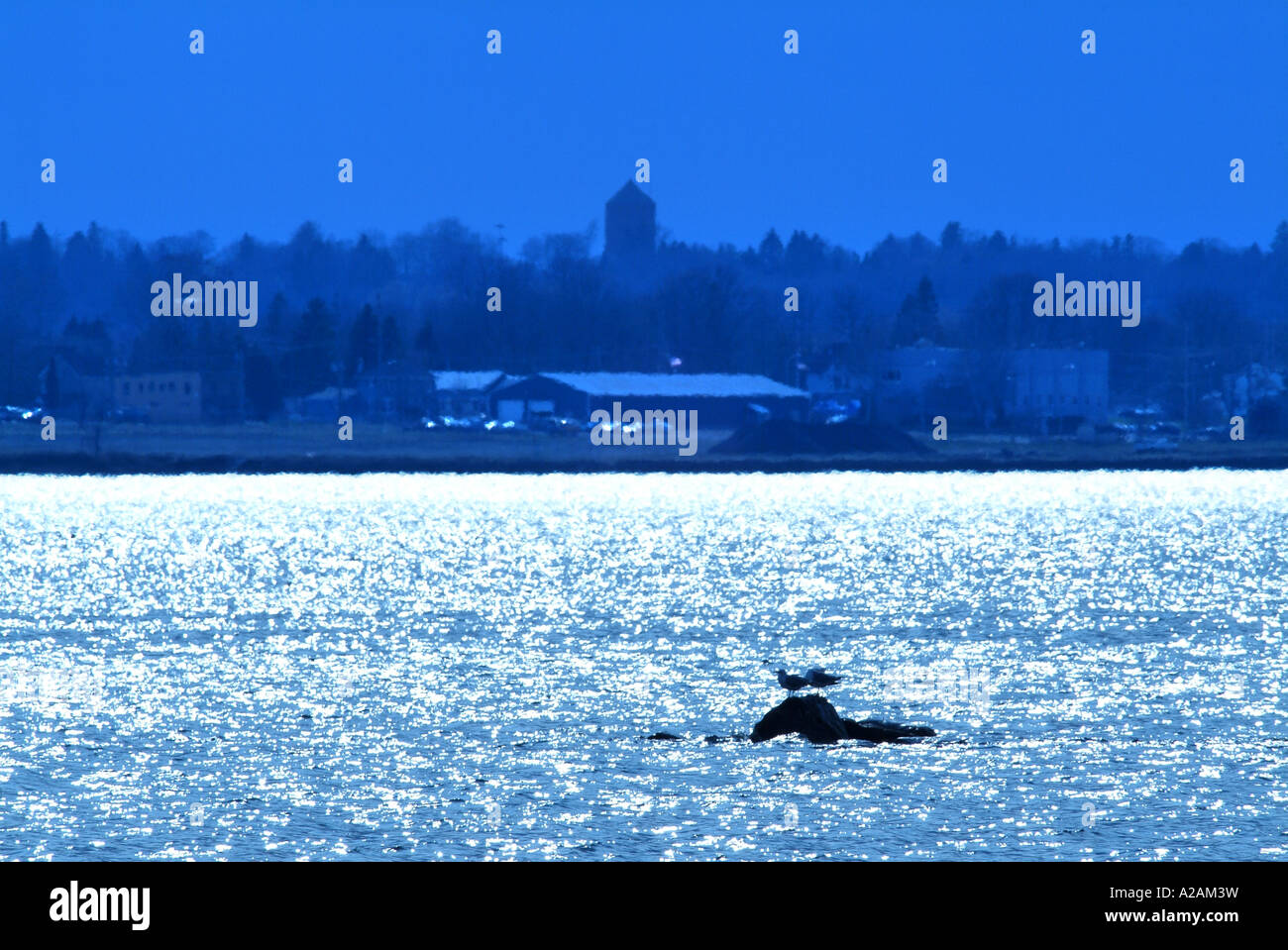 Sea mew hi-res stock photography and images - Alamy