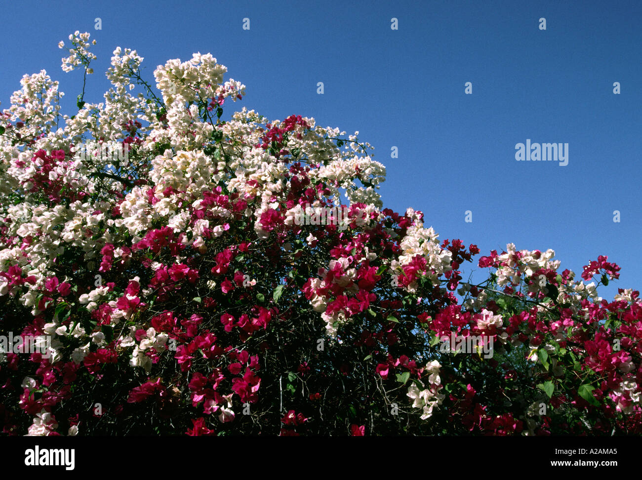 Myanmar Burma Pagan Bagan Bougainvillea flowers Stock Photo - Alamy