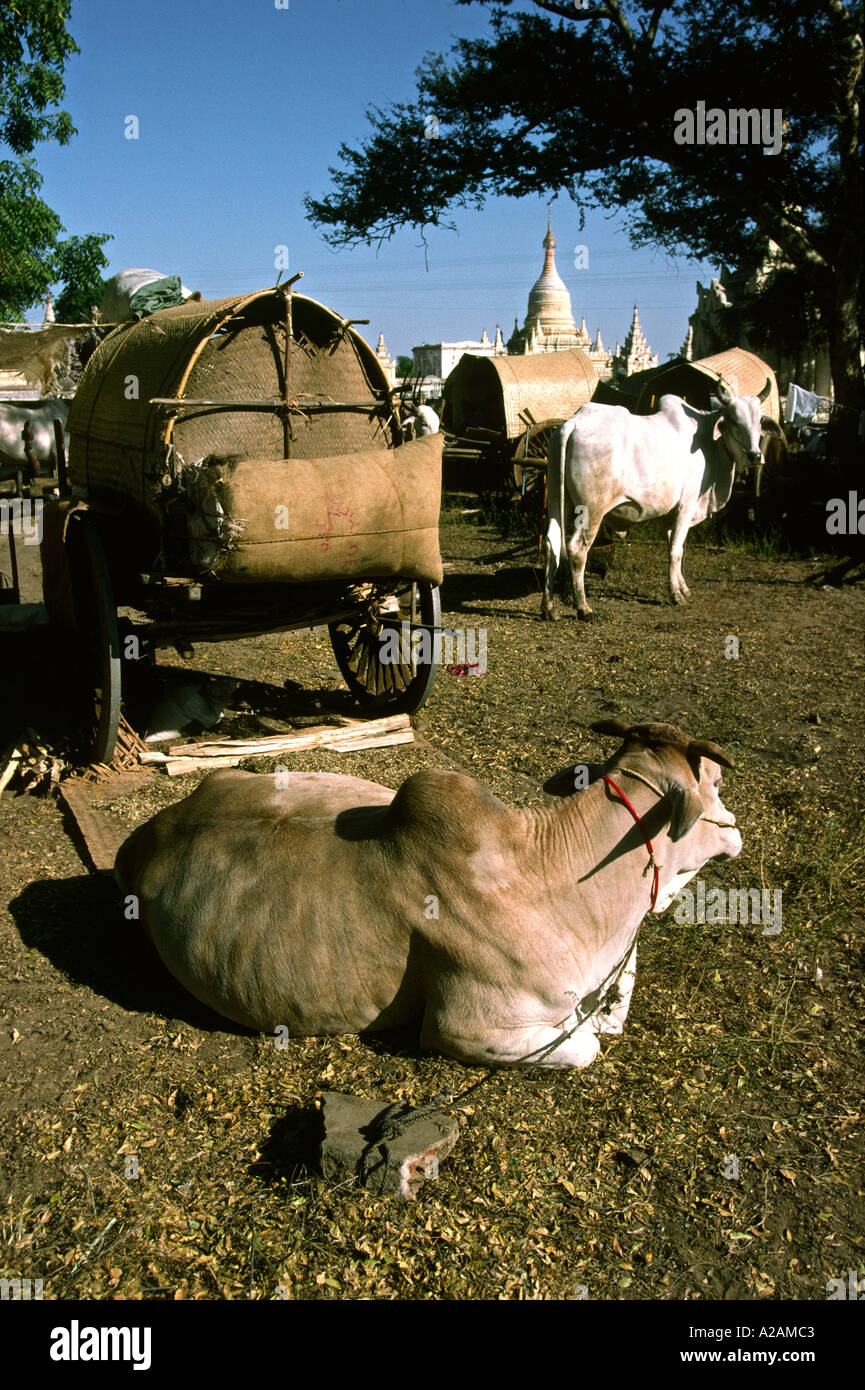 Myanmar Burma Pagan Bagan Ananda Temple Festival pilgrims bullock carts ...
