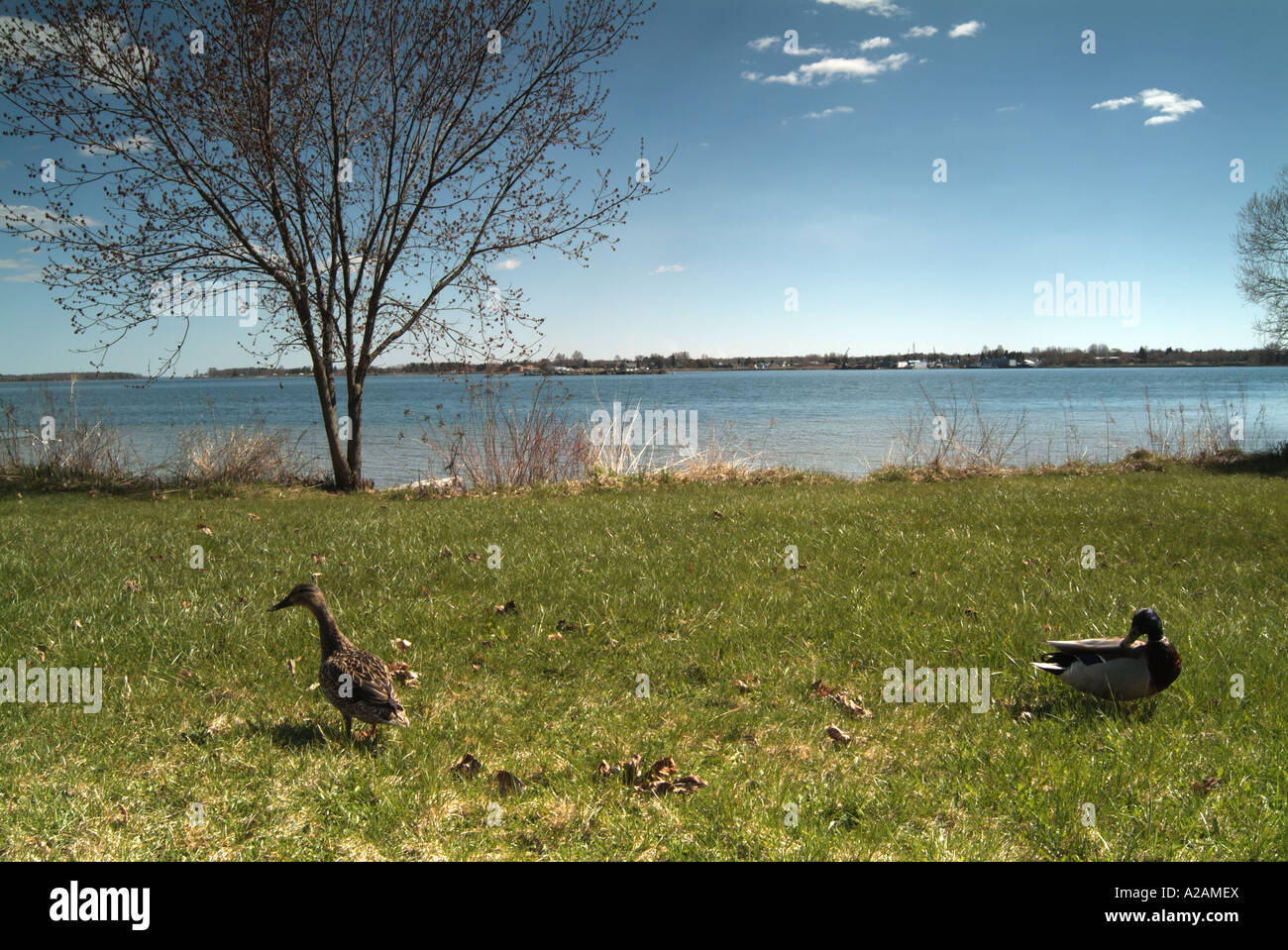 Ducks, river, lawn Stock Photo - Alamy