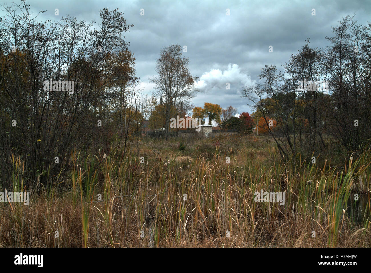 A plant surround with trees Stock Photo - Alamy