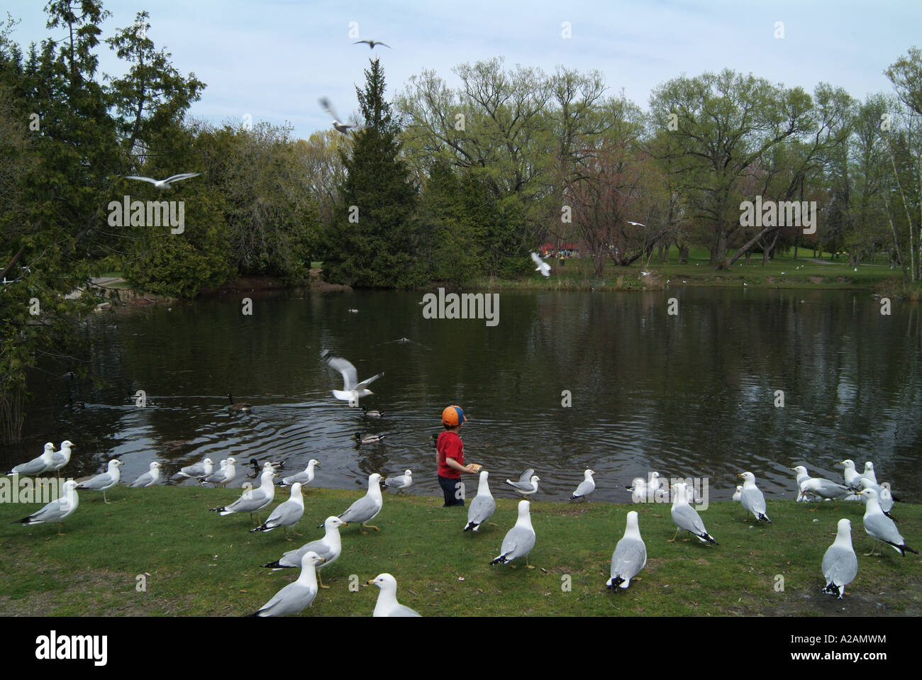 Birds, child and small lake Stock Photo - Alamy