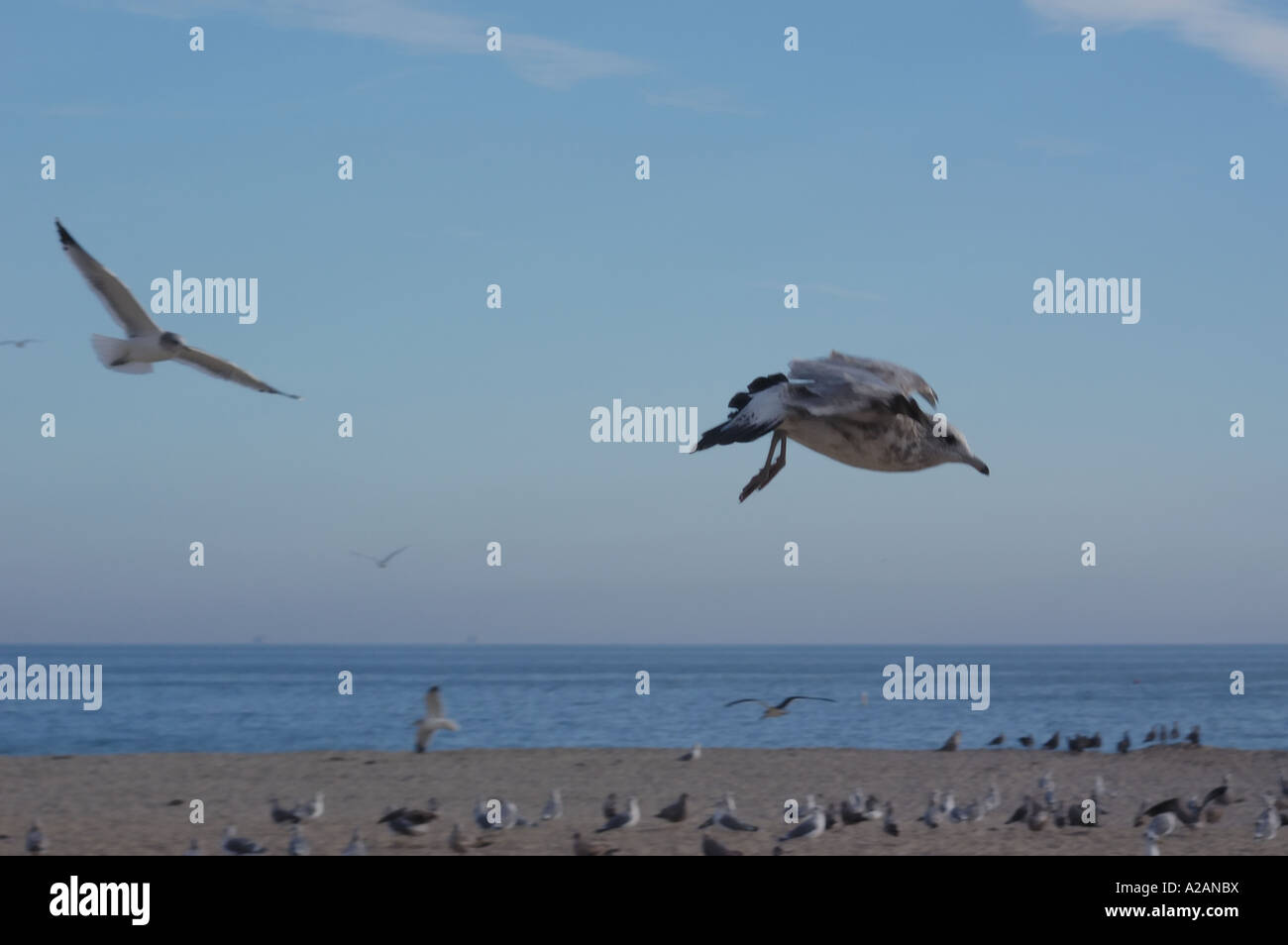 Seagulls In flight Stock Photo - Alamy