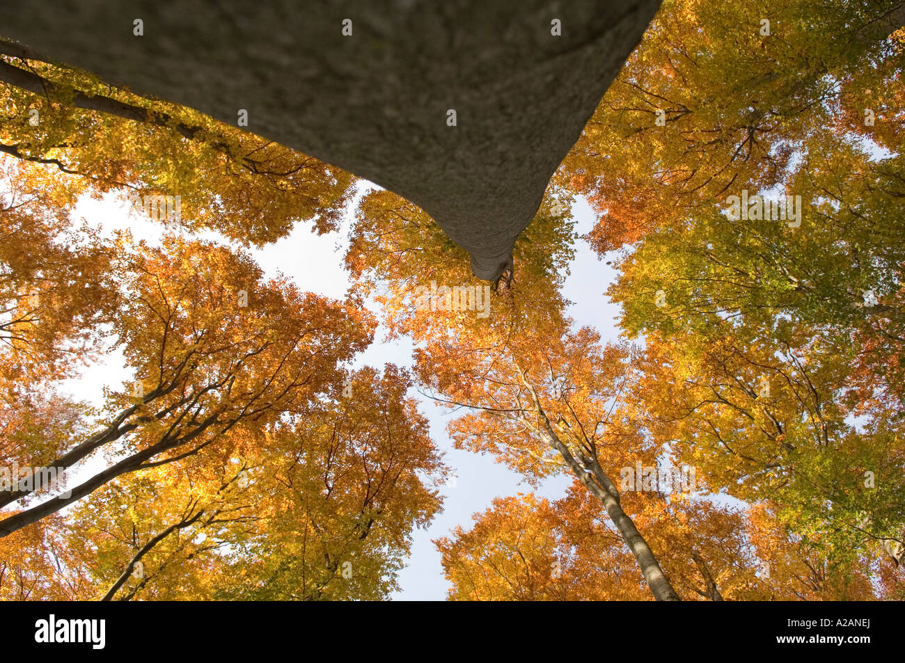 forest in autumn, red beech, fagus sylvatica Stock Photo - Alamy